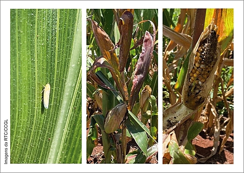 Doença ainda desconhecida pelos agricultores faz milho | Geral